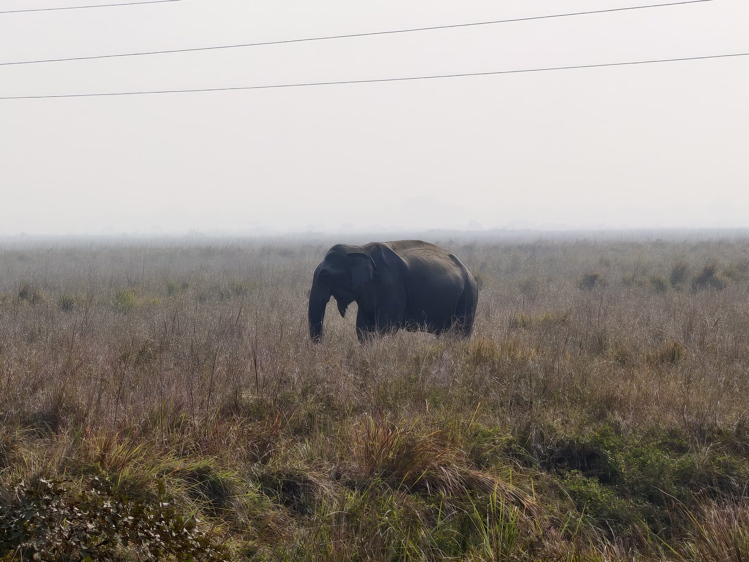 Increasing rhino population in Pabitora a challenge to authorities ...