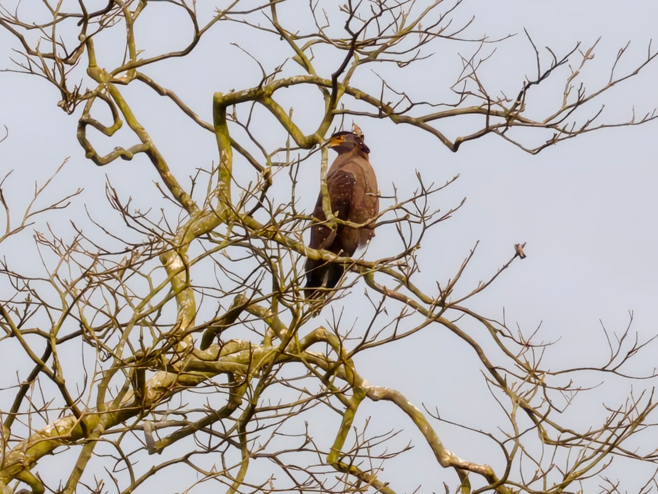 Increasing rhino population in Pabitora a challenge to authorities ...