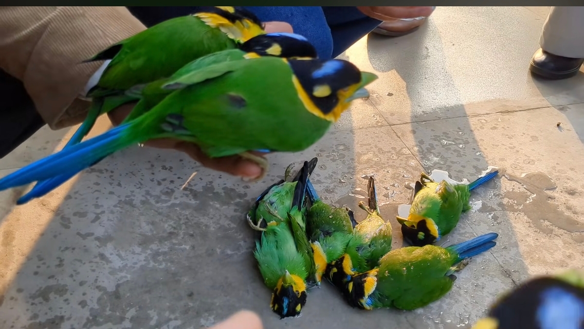 Forest dept follows up on death of over 10 birds - Meghalaya Monitor