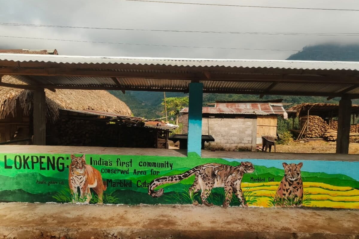 Communities in North East rally to conserve marbled cat - Meghalaya Monitor